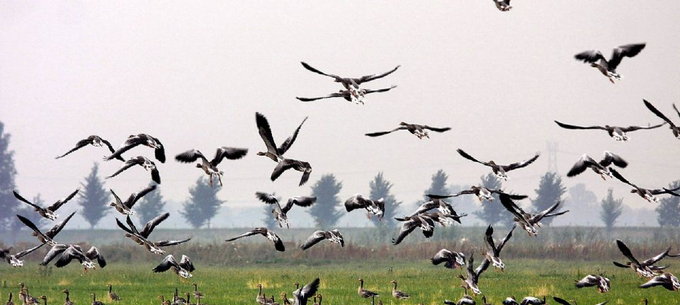 KNJV: jacht zomergans kan effectiever - Nieuwe Oogst