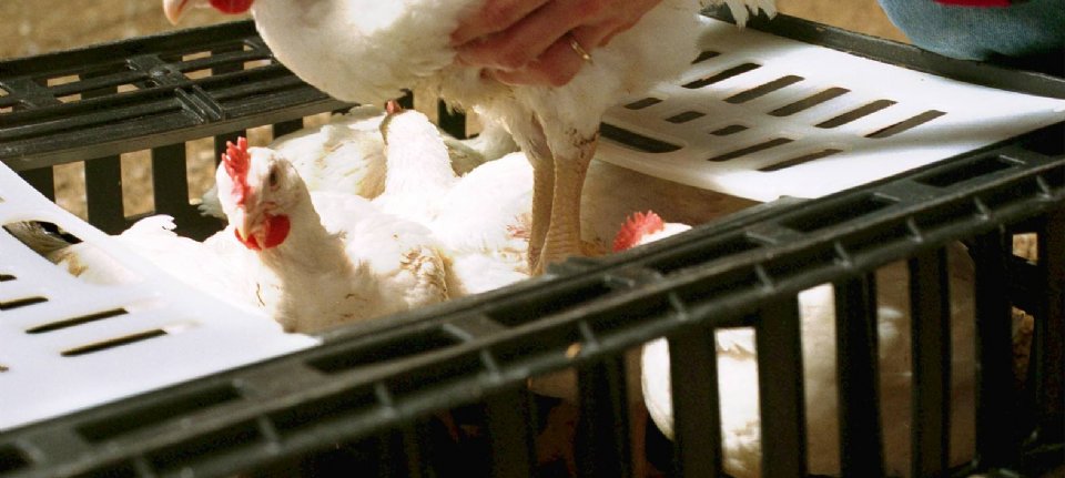 Meer controle NVWA in pluimvee - Nieuwe Oogst