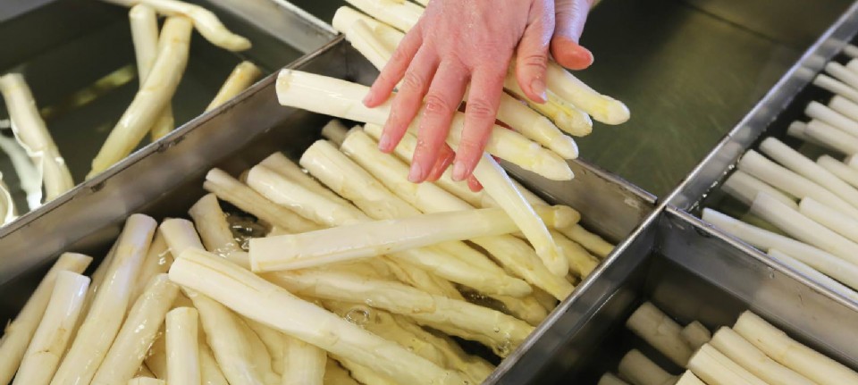 Aspergeteelt Nederland groeit - Nieuwe Oogst