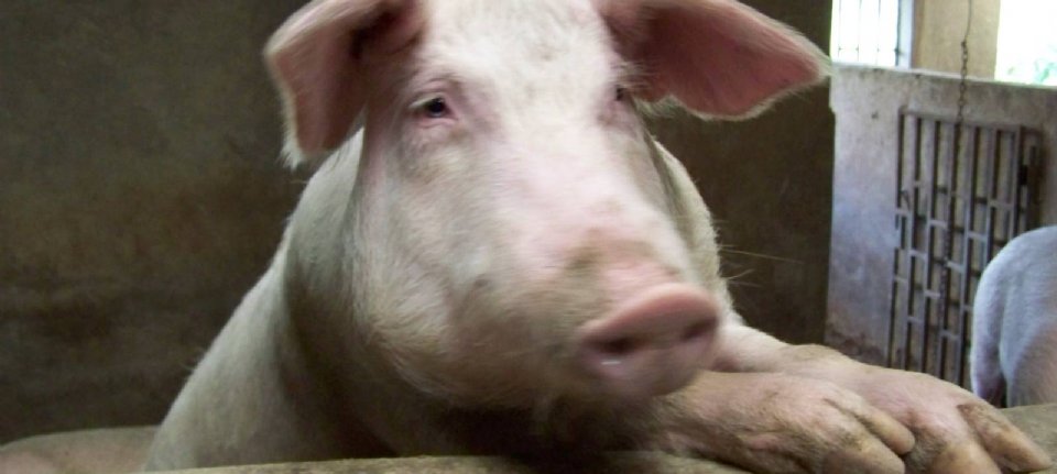 LTO en NVV bundelen krachten - Nieuwe Oogst