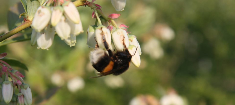 Kwart hommelsoorten bedreigd - Nieuwe Oogst