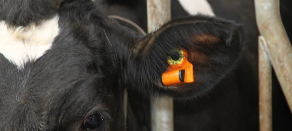 Find my cow nieuw in SensOor - Nieuwe Oogst