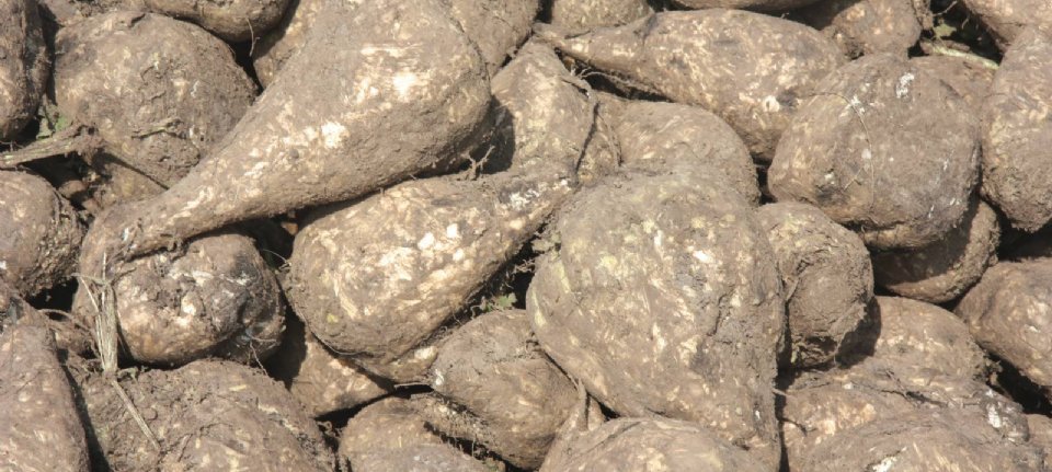 Moedermelksuiker uit bietsuiker - Nieuwe Oogst
