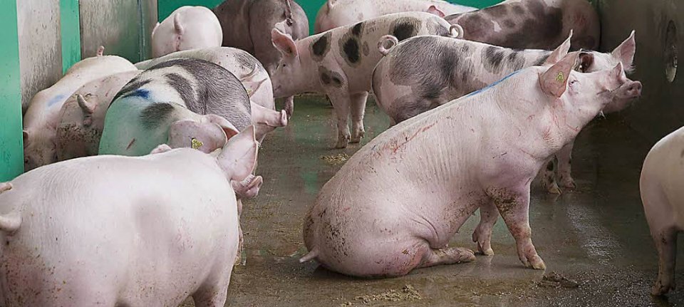 13,3 miljard euro voor Russische landbouw - Nieuwe Oogst