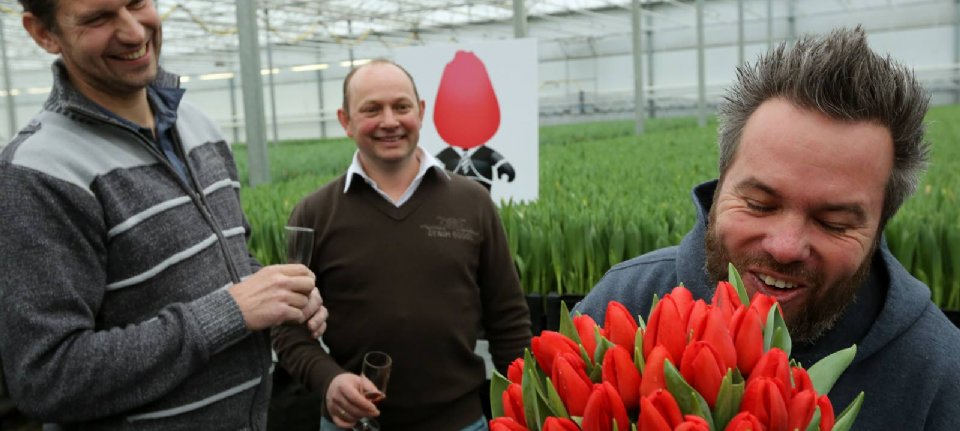 Nieuwe tulp krijgt naam: Man - Nieuwe Oogst