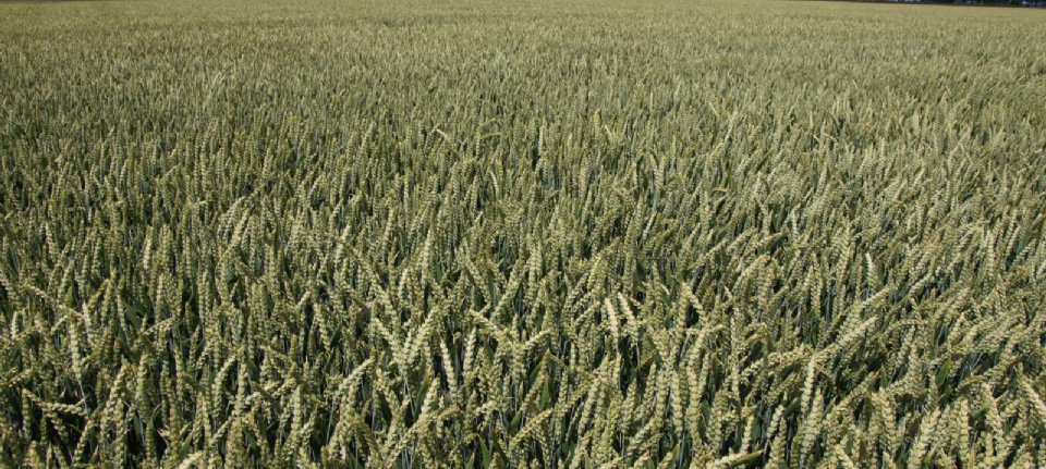 Duist in de hand houden steeds lastiger - Nieuwe Oogst