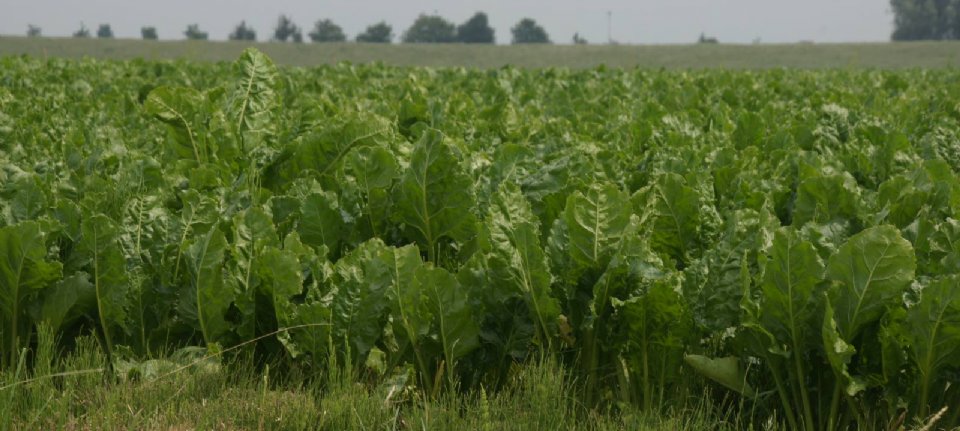 Bietsuiker krijgt meer concurrentie isoglucose - Nieuwe Oogst