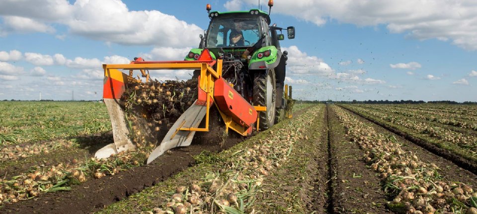 CBS: misoogst zaaiuien dit jaar groter - Nieuwe Oogst