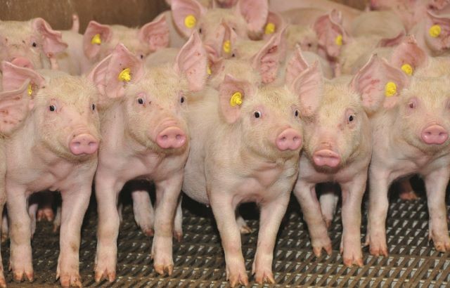 Marktprijzen voor Boeren en Tuinders | Nieuwe Oogst.nl
